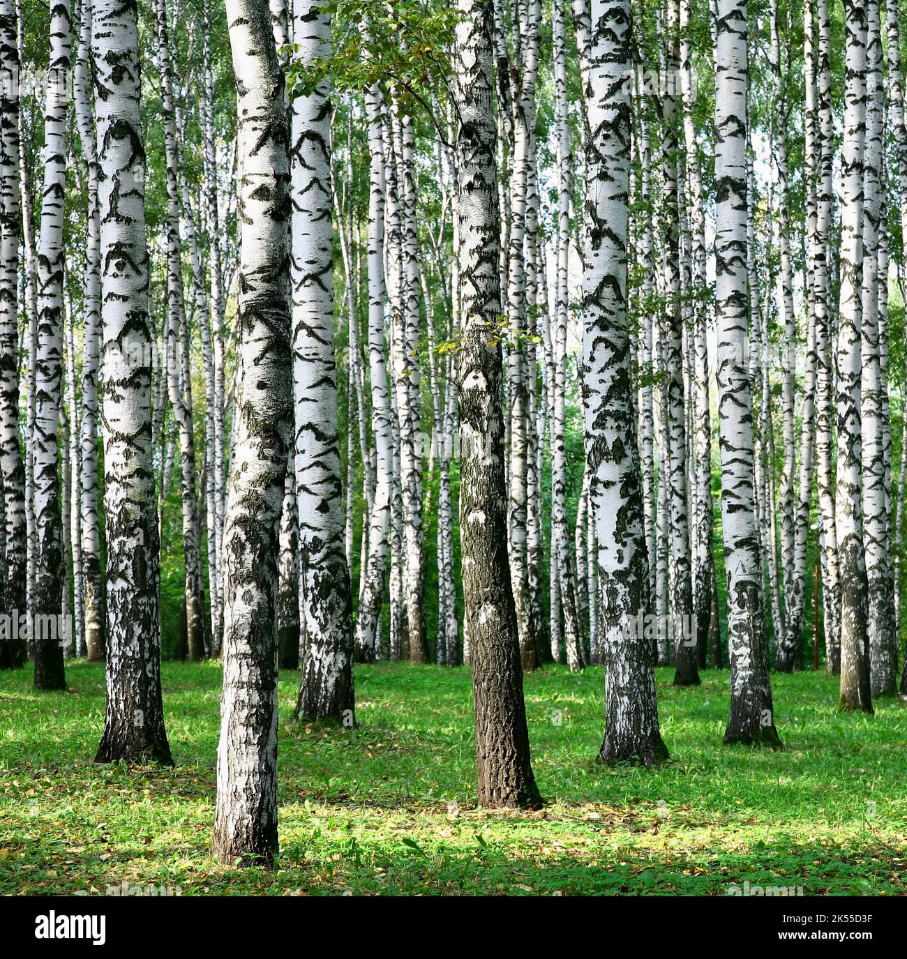 Birch trees in the summer forest in the sunshine Stock Photo - Alamy