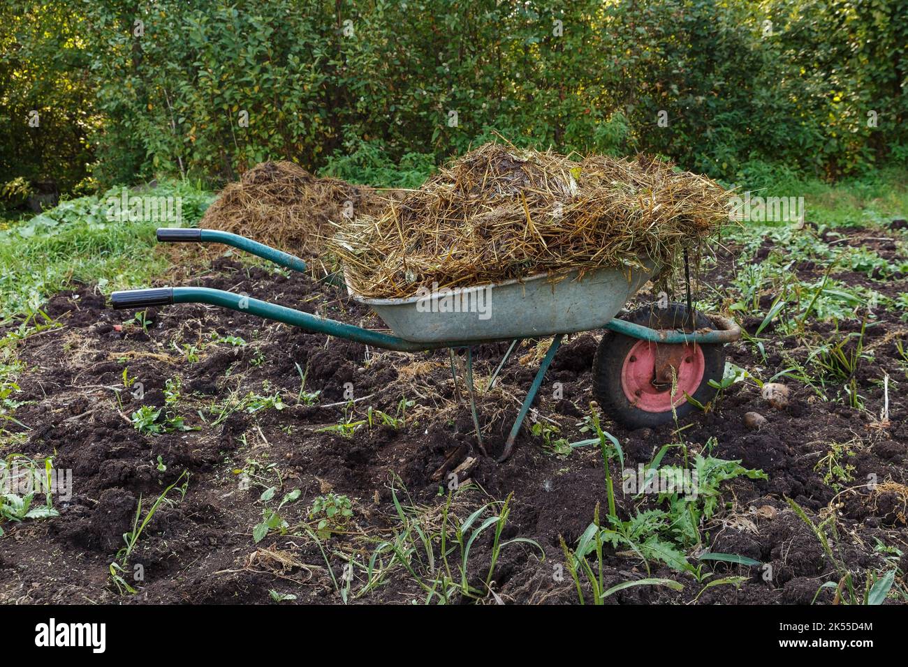 Wheelbarrow with cattle manure. wheelbarrow full of straw and manure ...