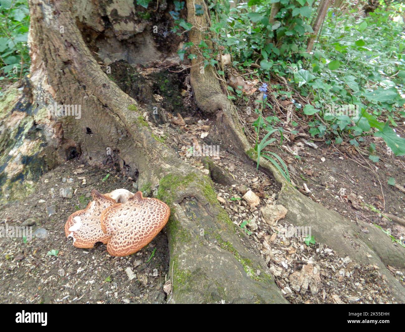 Large fungal growth on the roots of a dying tree stump, likely Dryads ...
