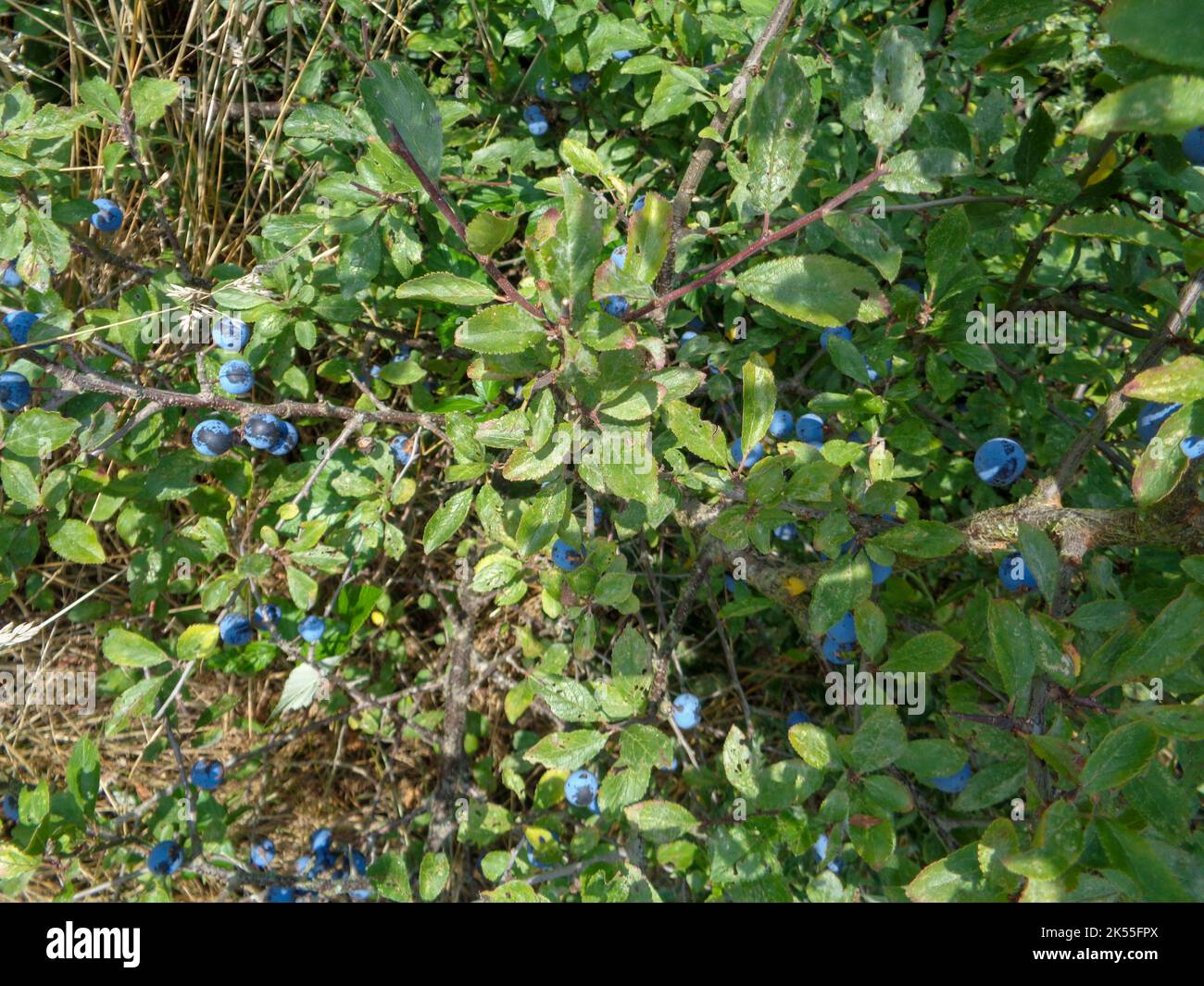Natural close up wild damson plum, Prunus insititia, ripening on the ...