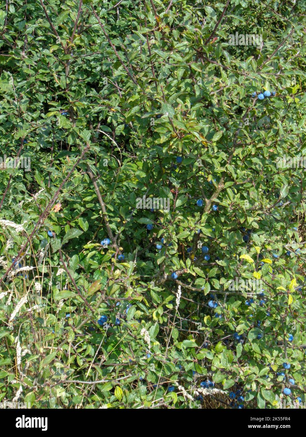 Natural close up wild damson plum, Prunus insititia, ripening on the ...