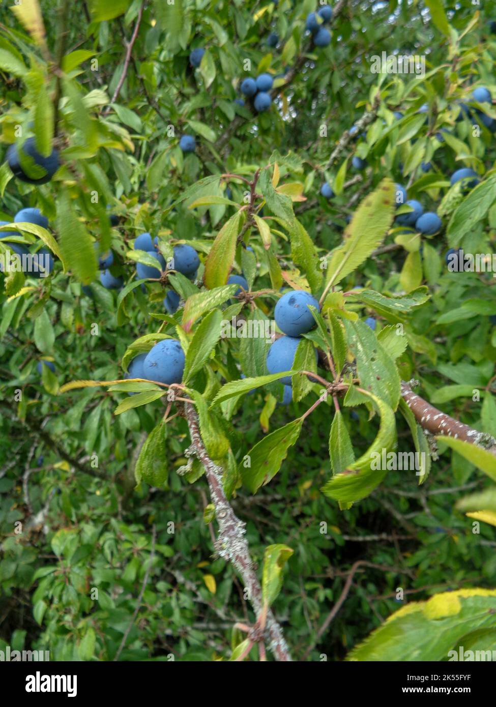 Close up natural fruit portrait of Damson plum, Prunus insititia, in ...