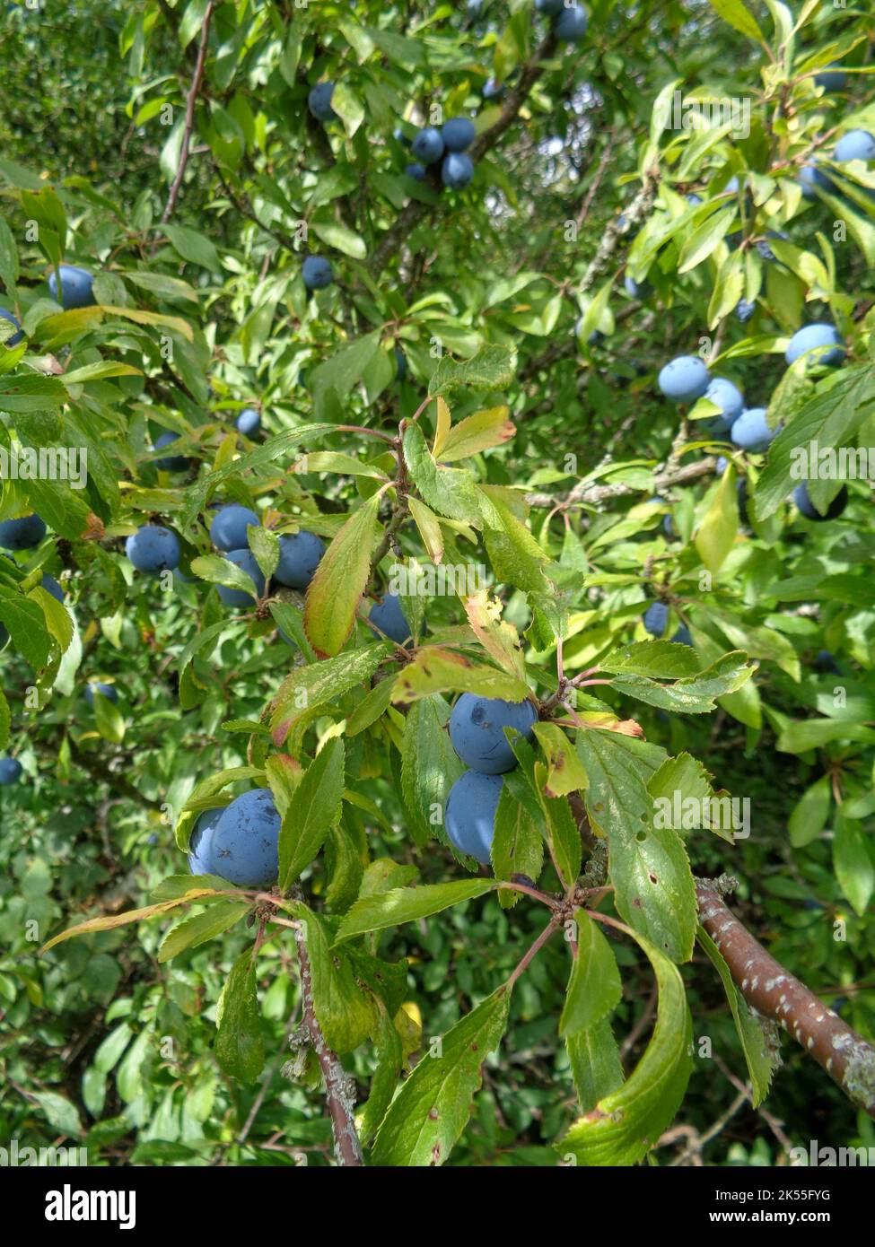 Close up natural fruit portrait of Damson plum, Prunus insititia, in ...