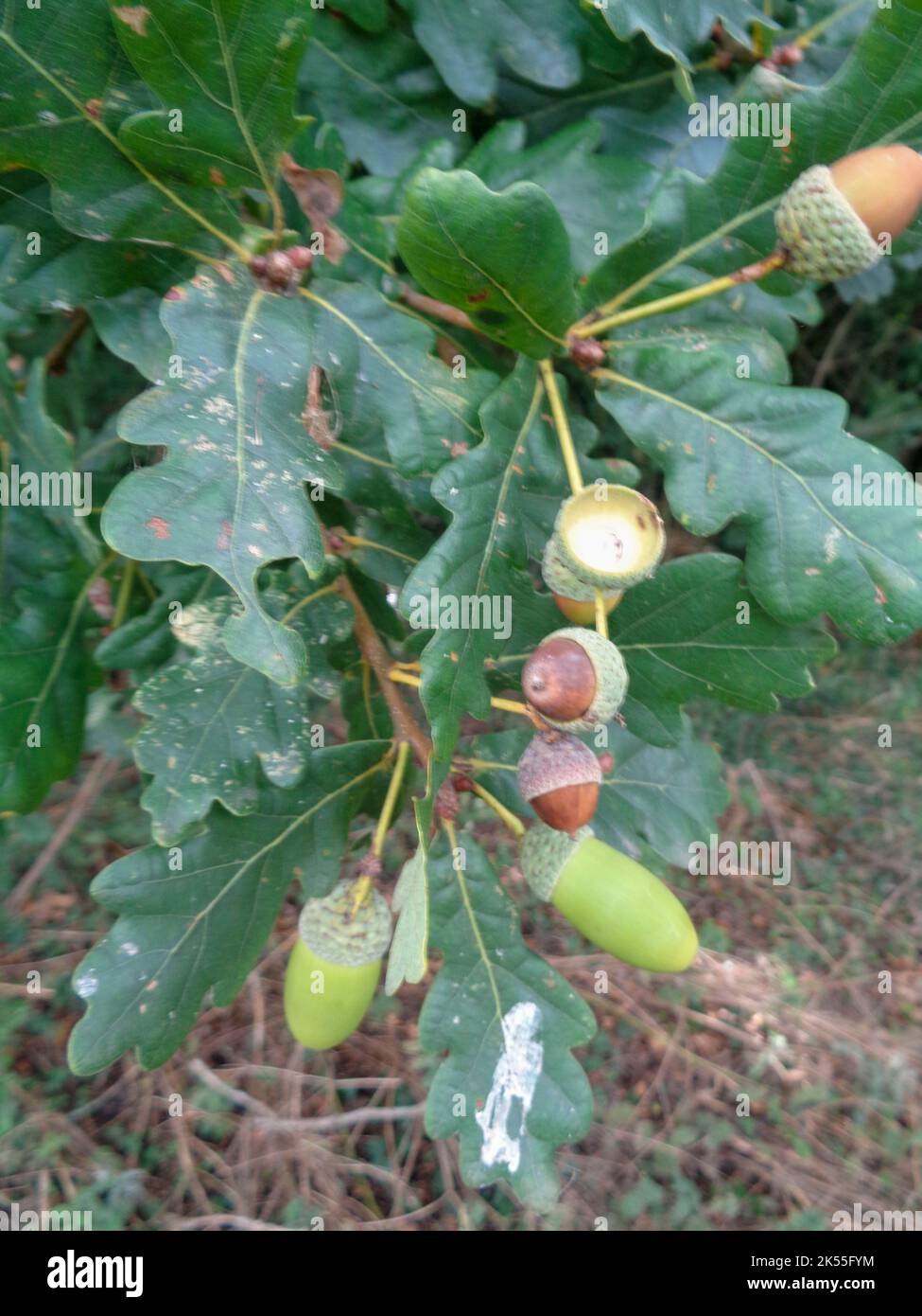 Natural environmental plant portrait of Acorn, Oaknuts, on the tree in ...