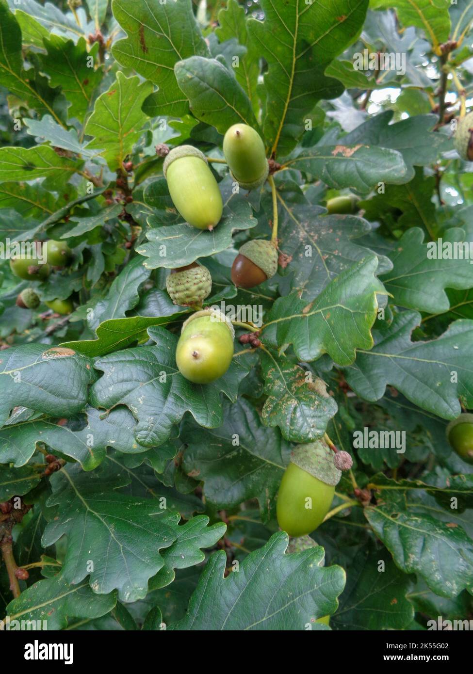 Natural environmental plant portrait of Acorn, Oaknuts, on the tree in ...