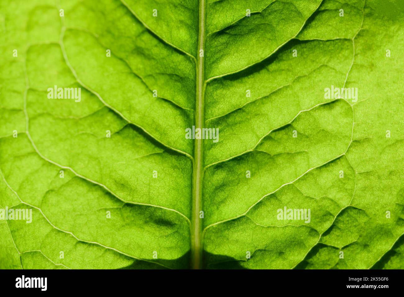 Simple leaf complexity hi-res stock photography and images - Alamy