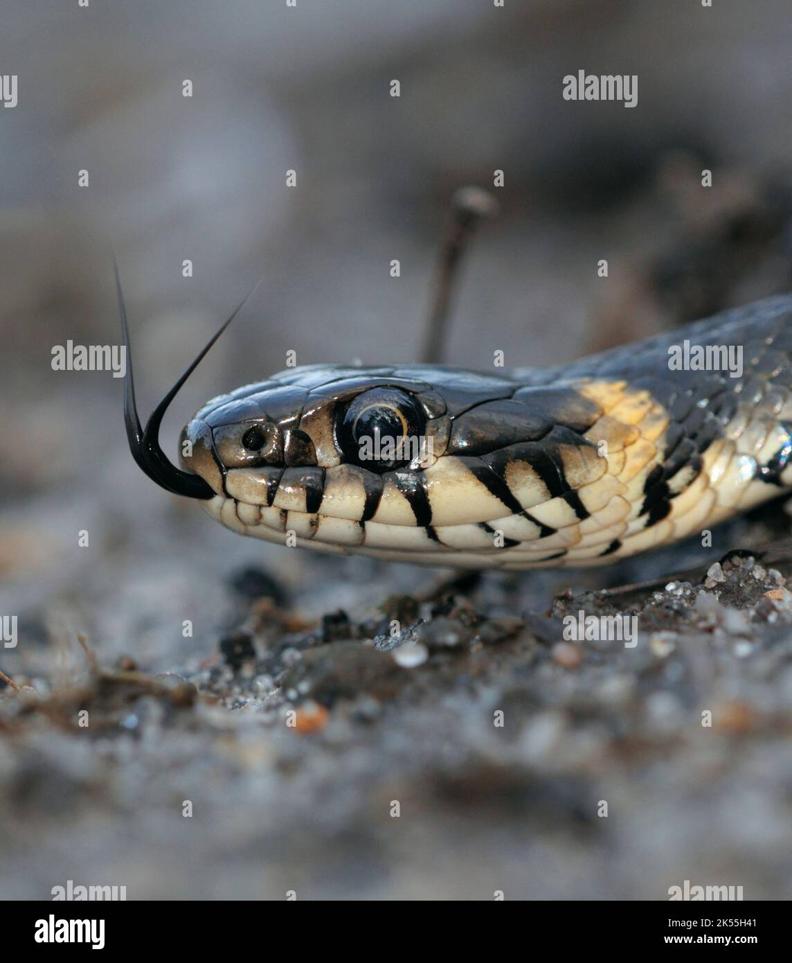 Ground crawling snakes hi-res stock photography and images - Alamy