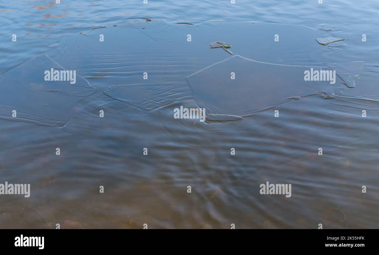 Thin layers of ice floating in a pond. The pond is open except for the ...