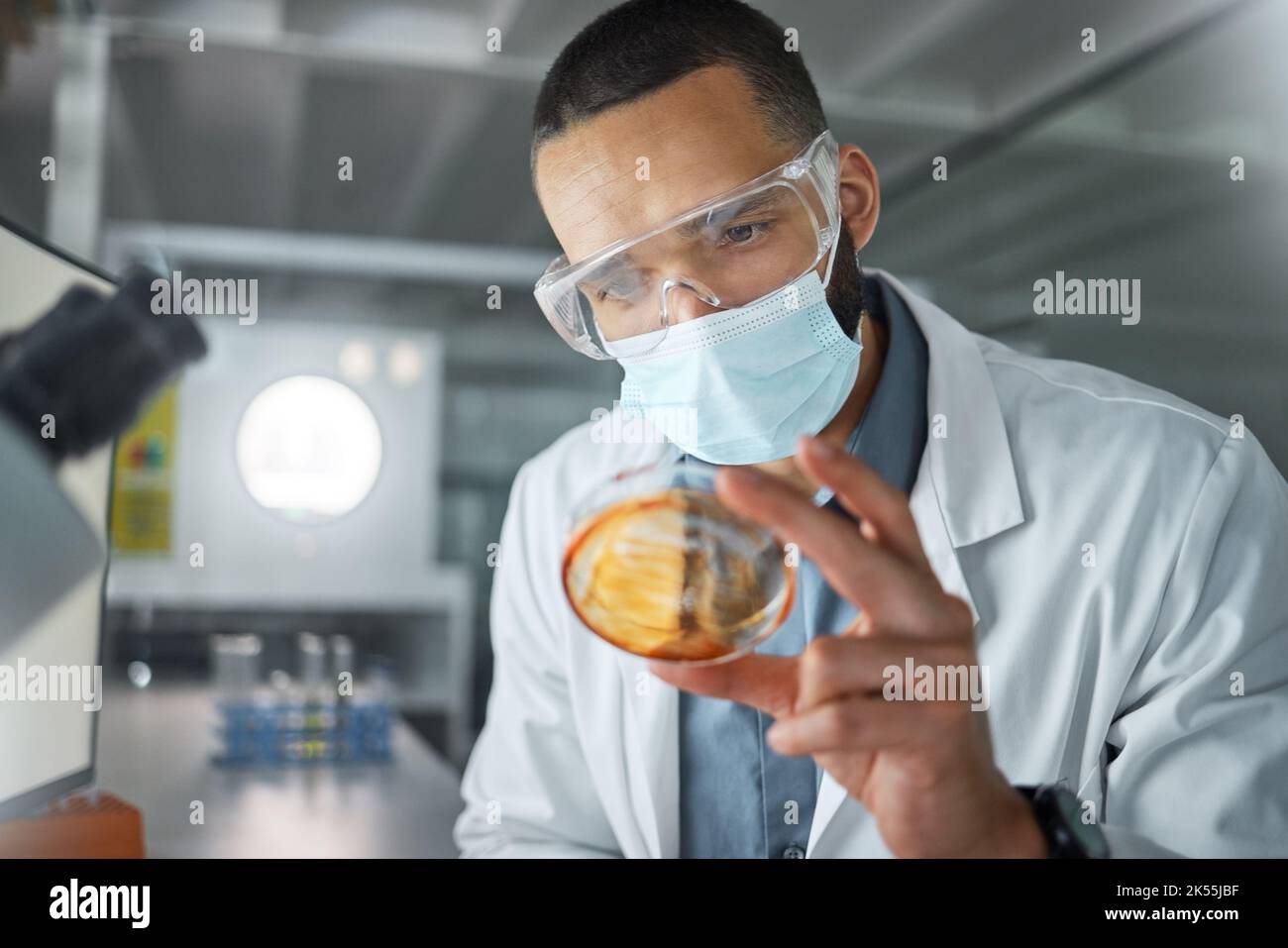 Laboratory scientist with covid virus petri dish to test, check and ...