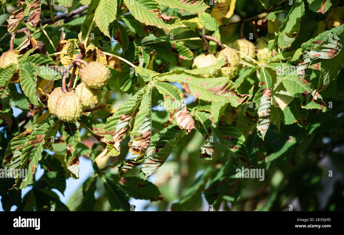 Chestnuts on the tree. Horse chestnut tree in fall. Spiked shells ...