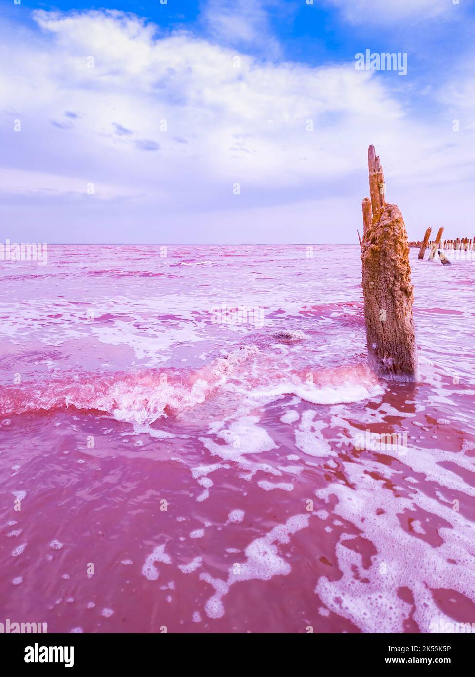 Dunaliella salina hi-res stock photography and images - Alamy