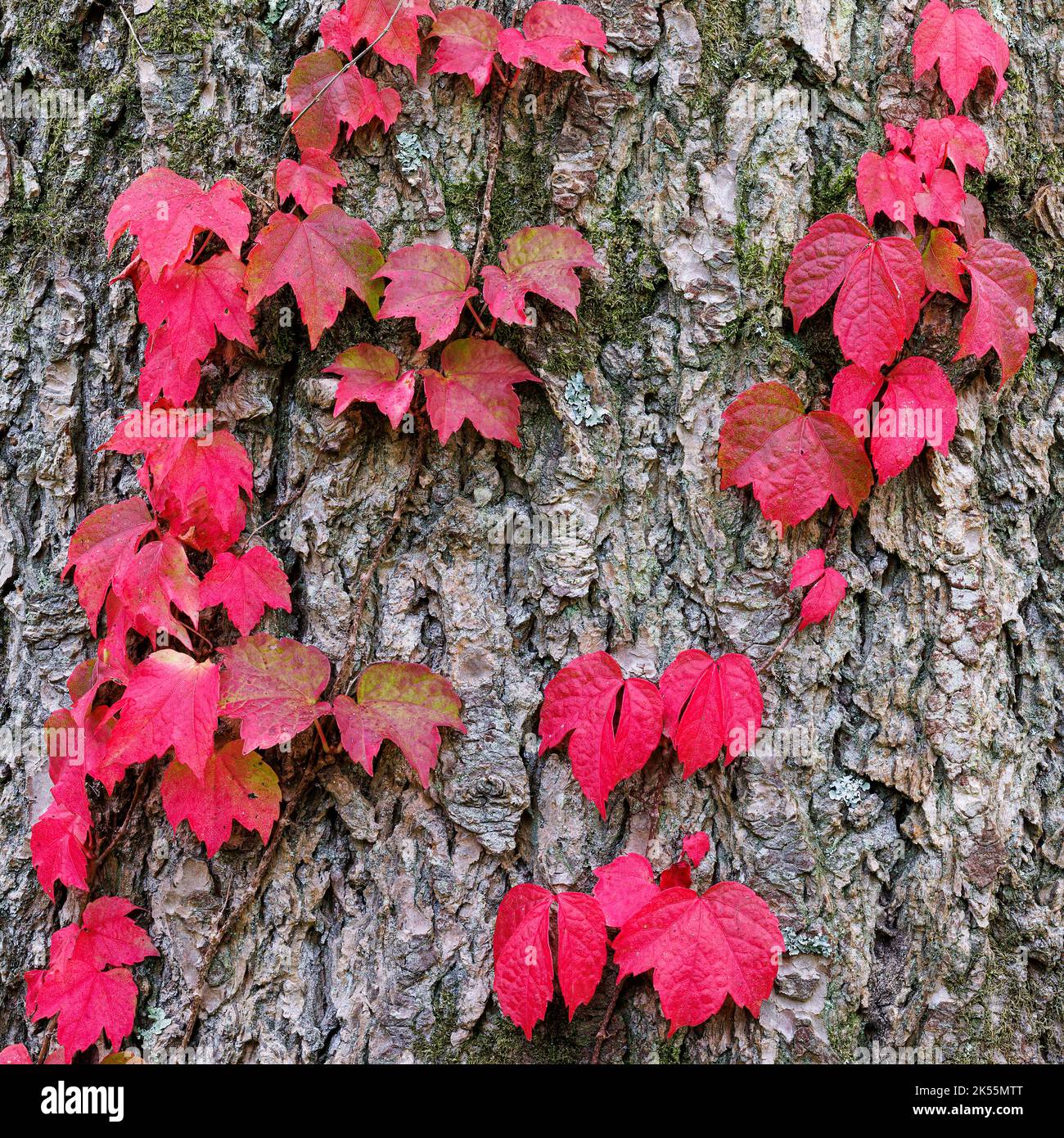 Parthenocissus tricuspidata 'Veitchi' in Jubilee Wood at Aberglasney ...