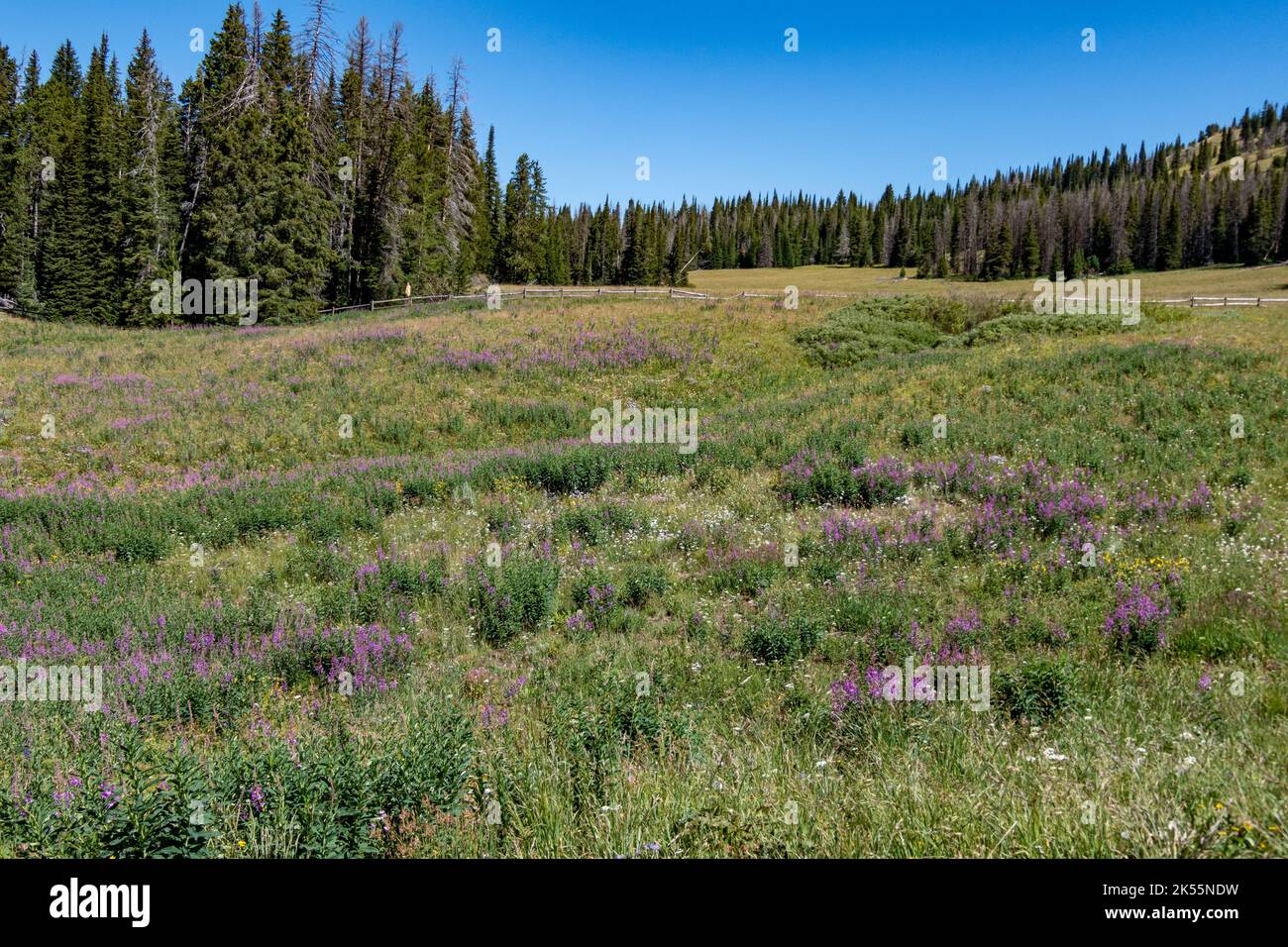 Purple Fireweed flowers in the meadow by dense forests in a national ...