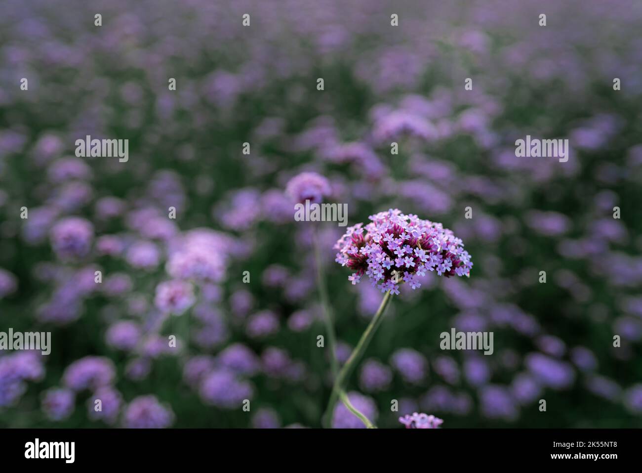 A closeup of purpletop vervain in the field. Verbena bonariensis Stock ...