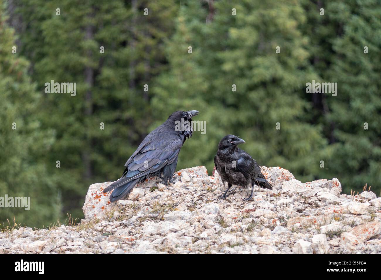The two common ravens standing on rocky ground with trees on a blurry ...