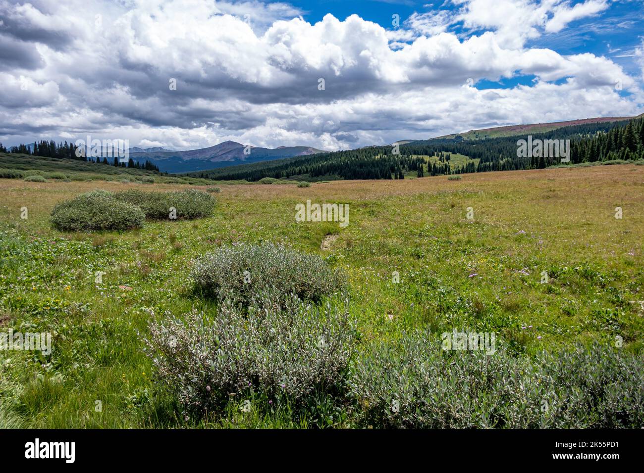 The lush green vegetation of Shrine Pass mountain pass in Colorado, USA ...