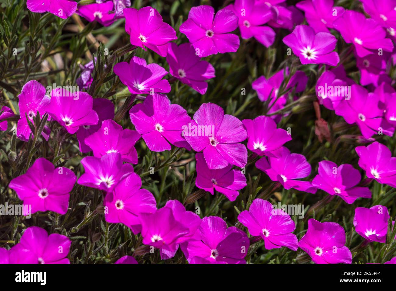 A beautiful view of purple phlox flowers Stock Photo - Alamy