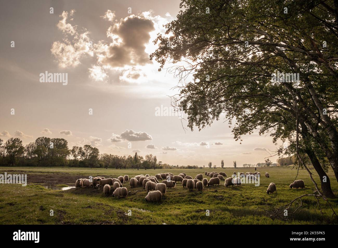Picture of sheeps, white sheeps, standing in a pasture. Sheep are ...