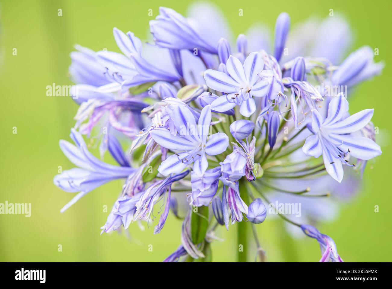 A closeup of the agapanthus africanus flower Stock Photo - Alamy