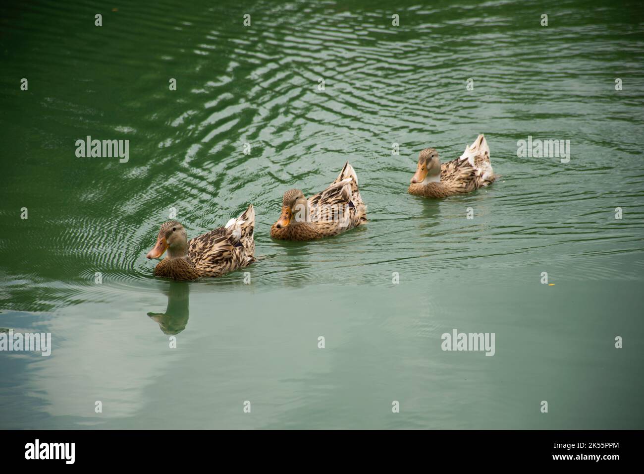 Domestic local duck family swimming and floating water on pond lake in ...