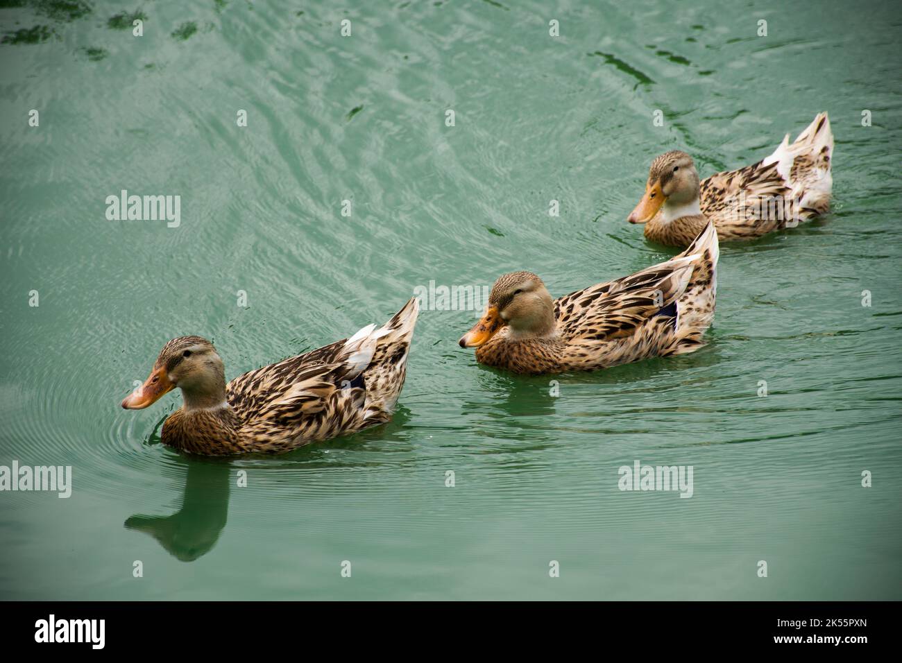 Domestic local duck family swimming and floating water on pond lake in ...
