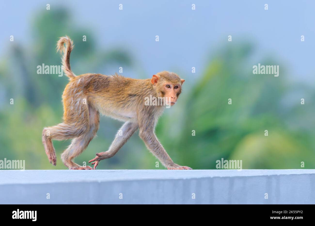 A rhesus macaque walking on the ground with a blurry green background ...