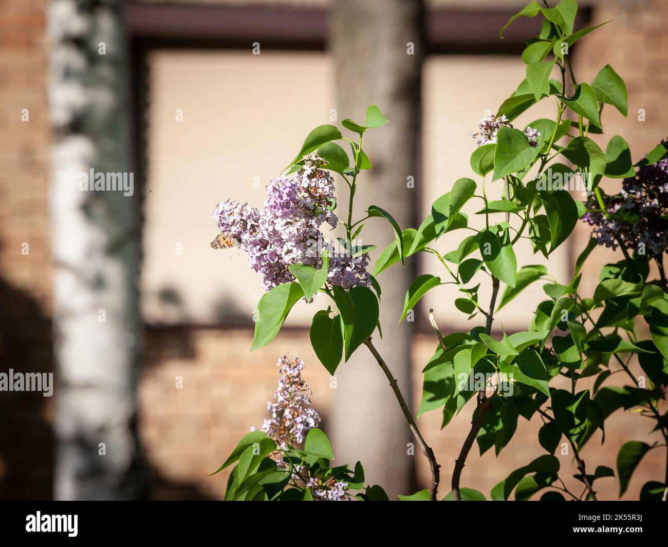 Picture of a bunch of flowes of comon lilac, or lily, blossoming in ...