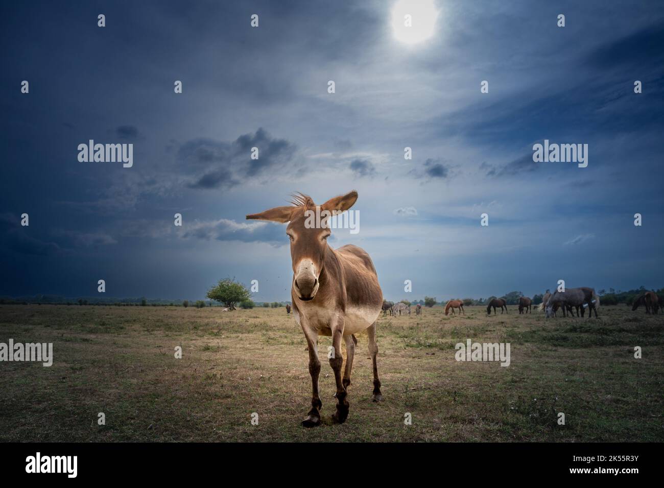 Picture of cattle, a mule, posing in front of a camera in Zasavica ...