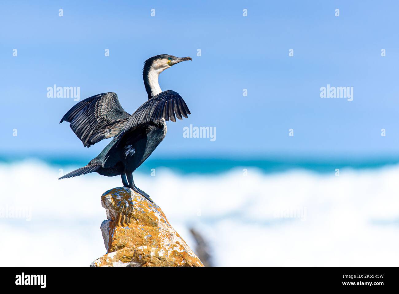 A black Cape cormorant perched on the rock at the sea with splashing ...