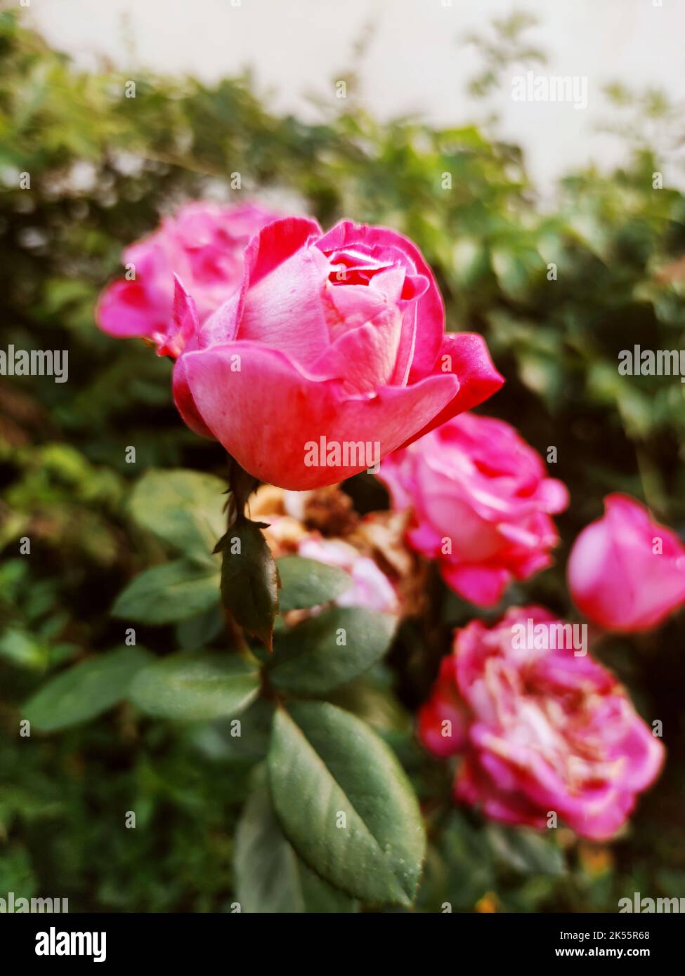 The vertical close-up view of pink Garden roses blooming in the ...