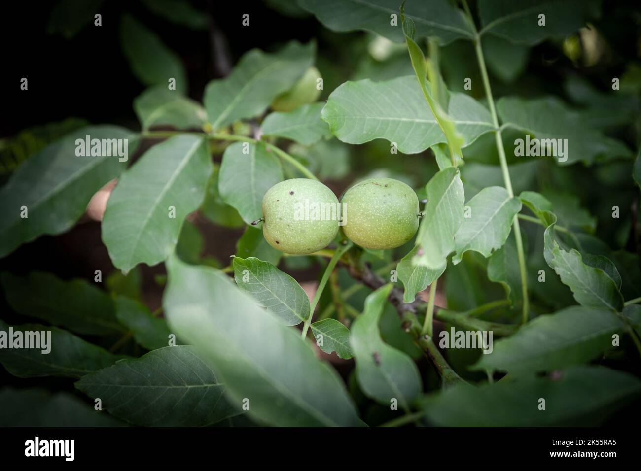 Picture of an unripe green walnut on a tree. Juglans regia, the Persian ...