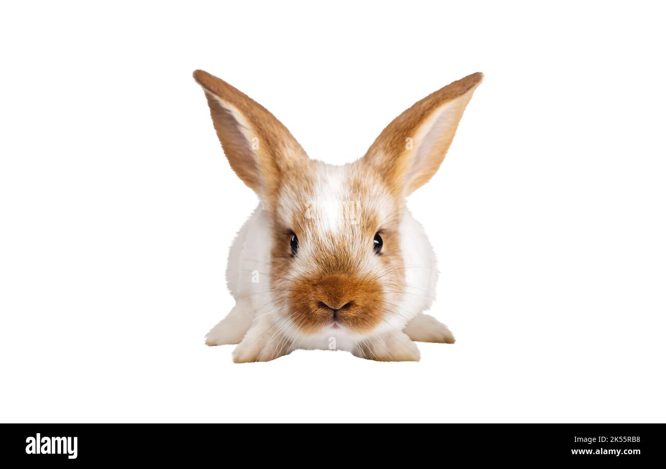 Beautiful rabbit hi-res stock photography and images - Alamy