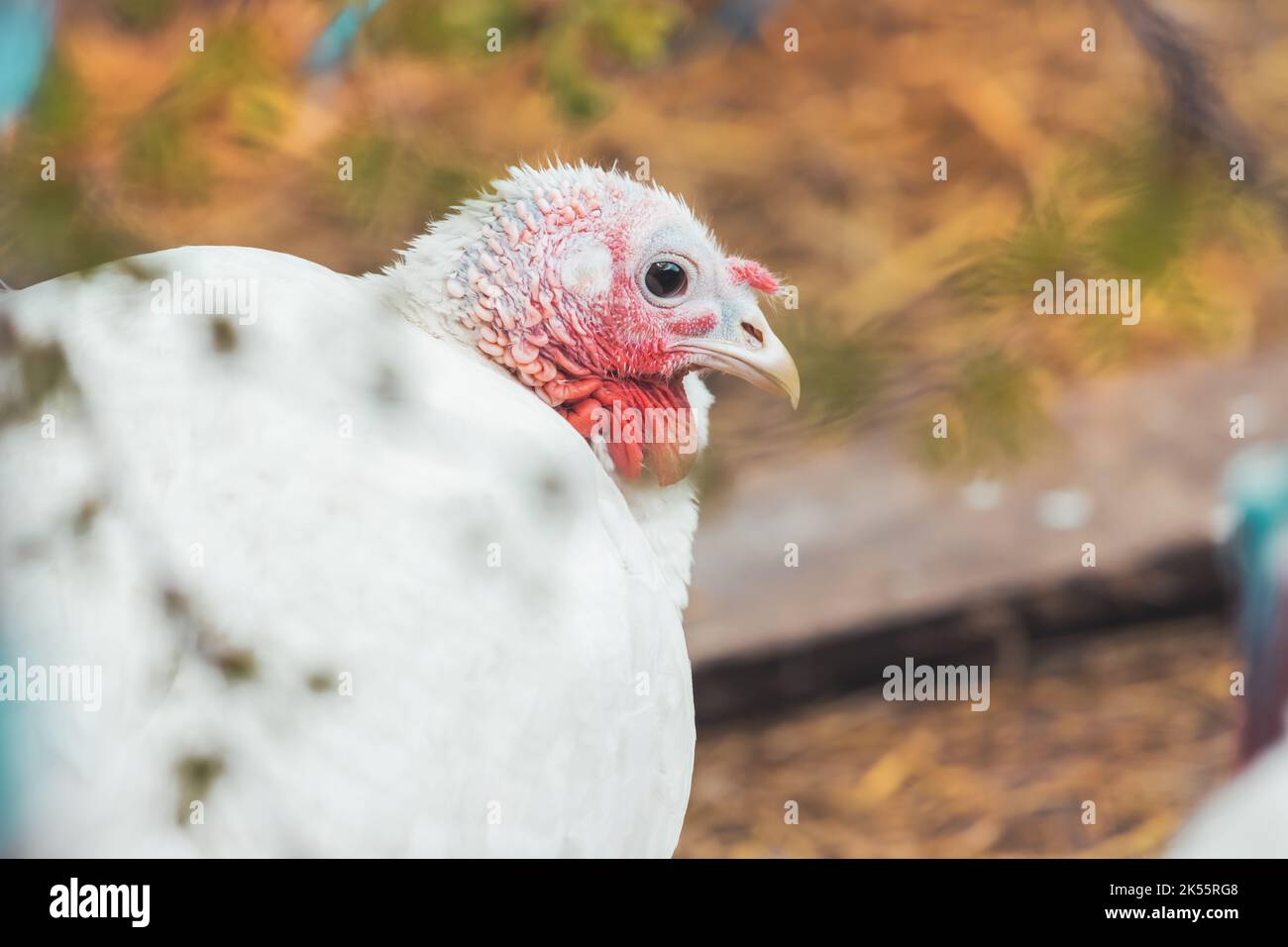 Macys thanksgiving parade float hi-res stock photography and images - Alamy