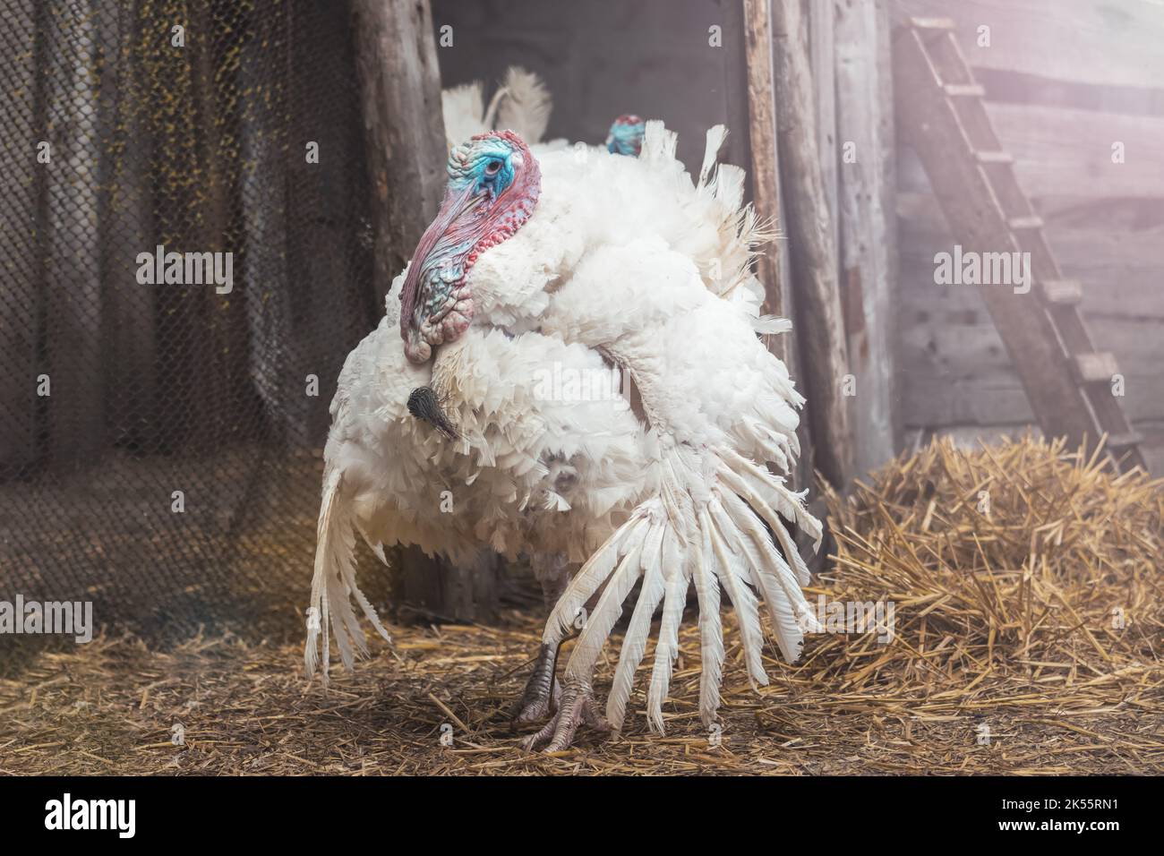 thanksgiving turkey walking around the yard Stock Photo - Alamy