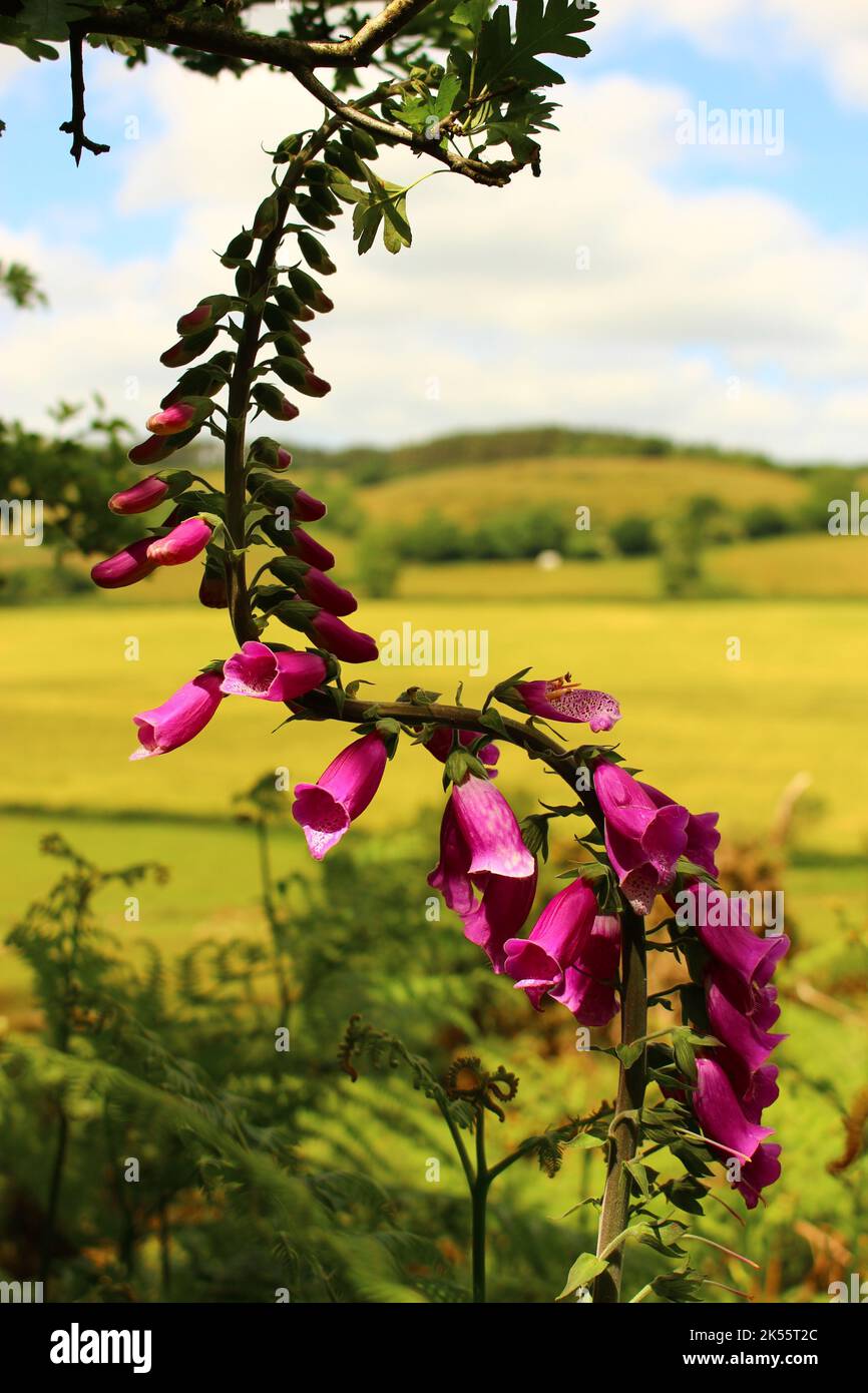 Devon background hi-res stock photography and images - Alamy
