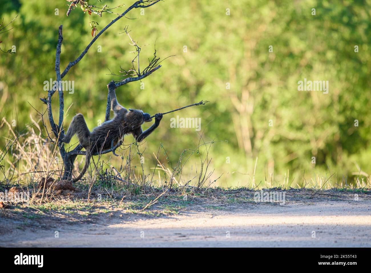 A monkey climbing climbing a small dry tree Stock Photo - Alamy