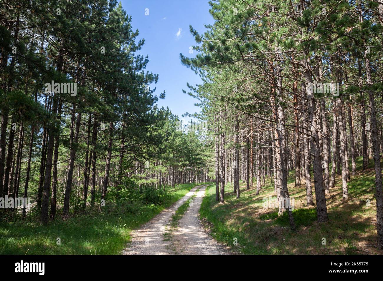 Picture of a typical pine forest in the Balkans, in a deep wood, in a ...