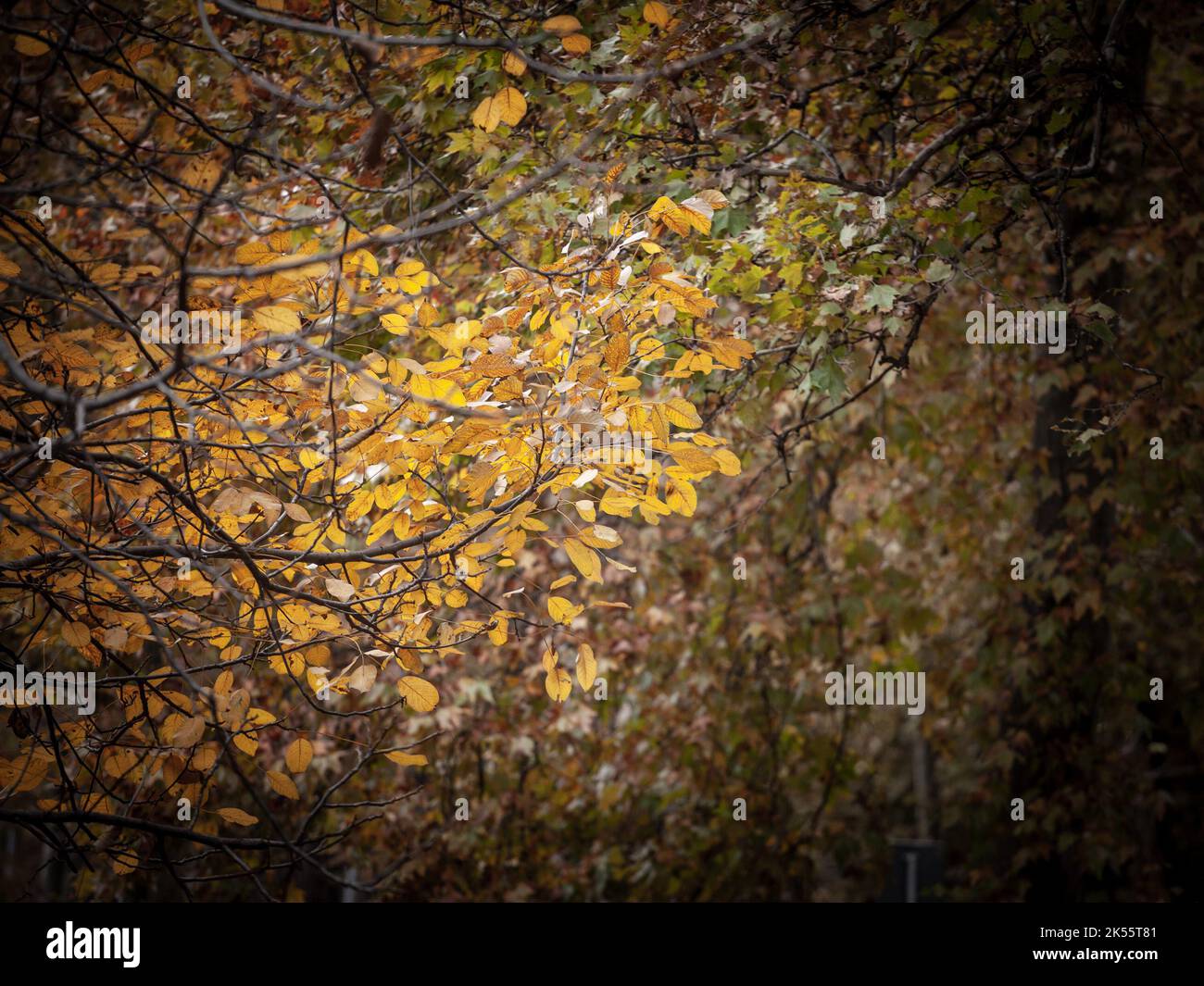 Picture of a plane tree, focusing on its leaves, brown and yellow ...