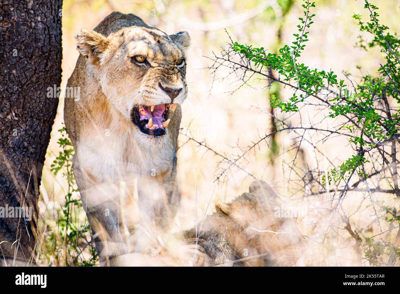 A roaring tiger in the wilderness Stock Photo - Alamy