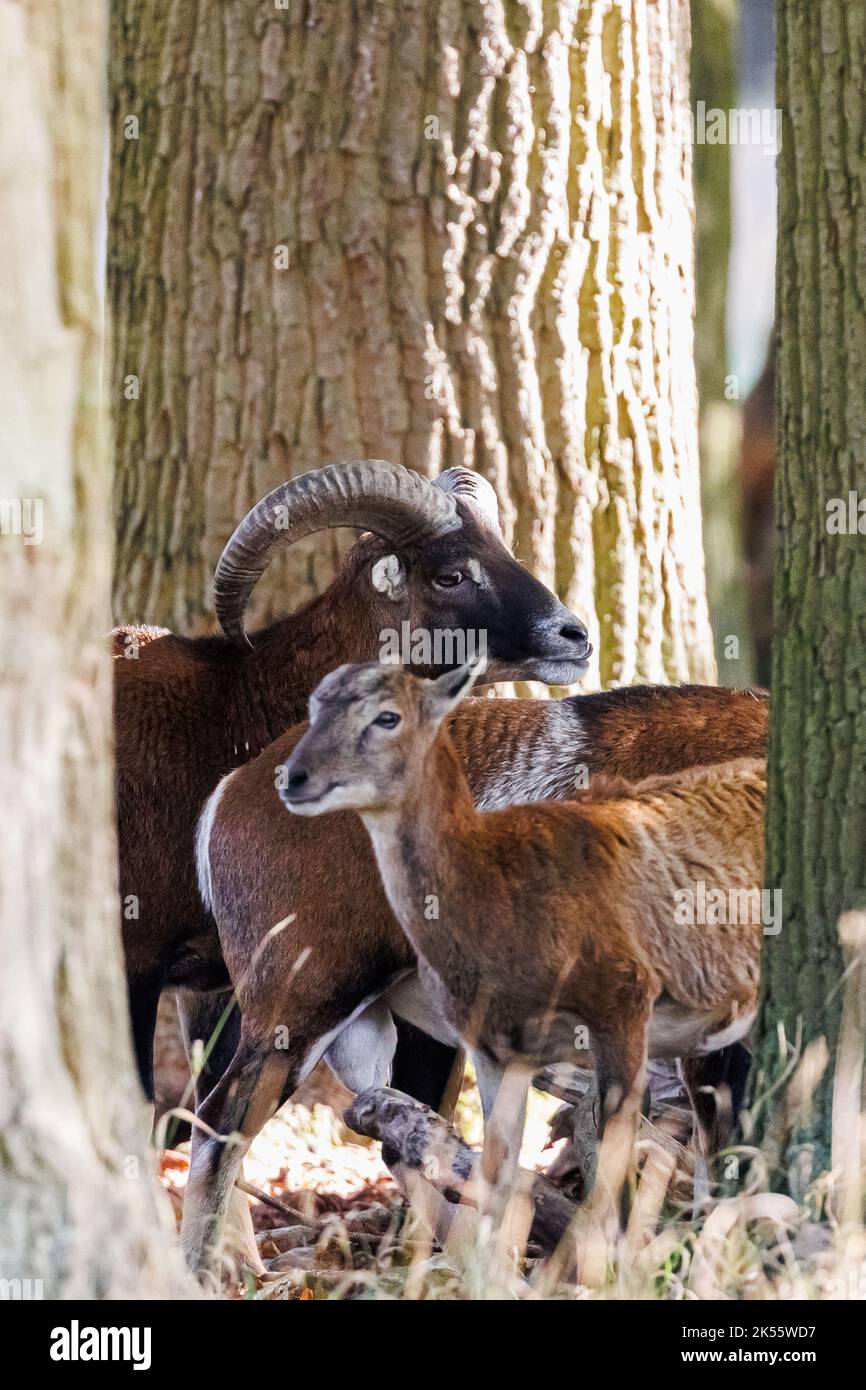 Hanover, Germany. 06th Oct, 2022. A male (o) and a female mouflon stand ...