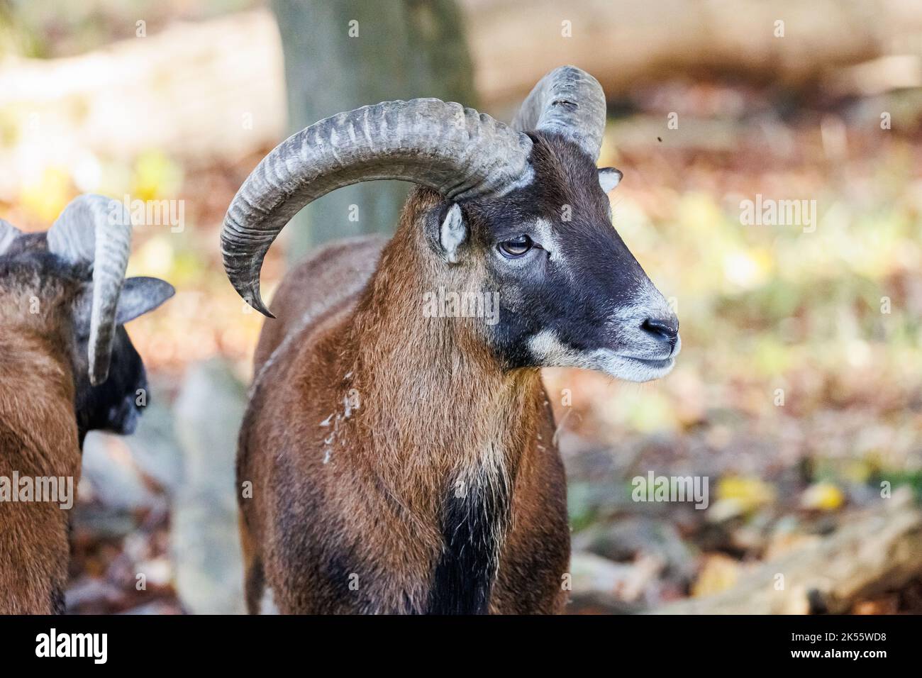 Hanover, Germany. 06th Oct, 2022. Two male mouflons stand in the zoo of ...