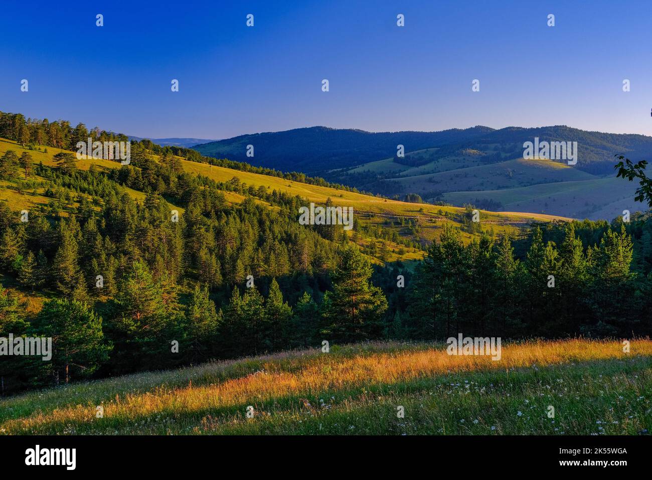 An aerial view of a beautiful forest near Zlatibor Mountain, Serbia ...