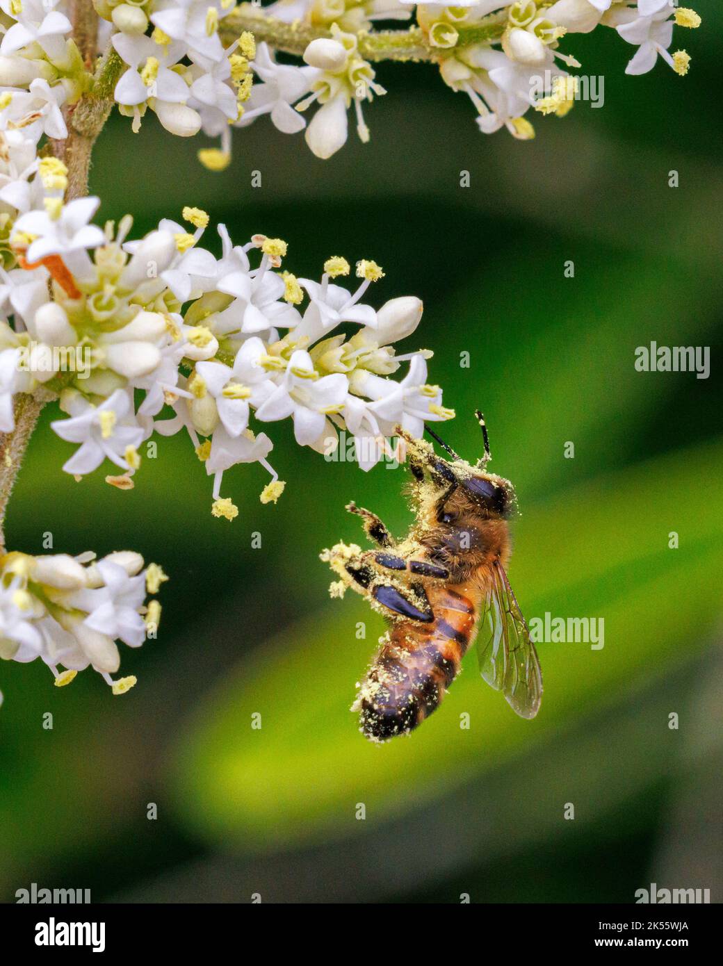 Honey bee gathering pollen from Ligustrum quihoui at Aberglasney ...