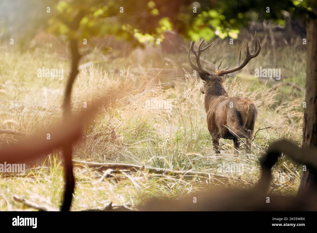 Deer with large antlers in forest Stock Photo - Alamy