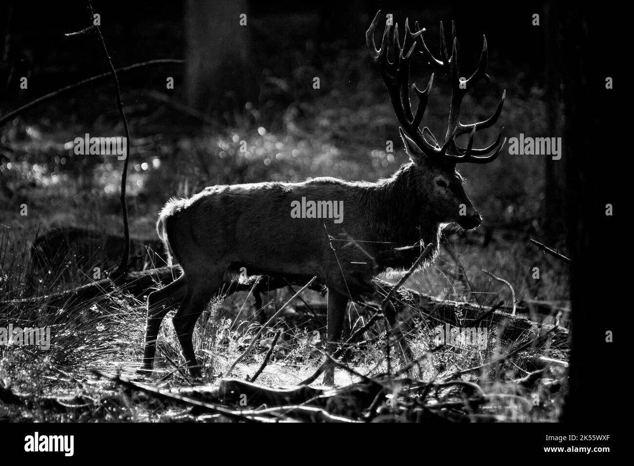 Deer with large antlers in forest Stock Photo - Alamy