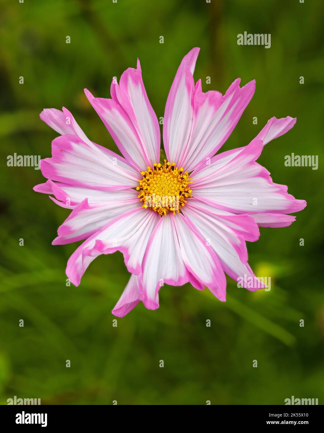 White and Pink Cosmos at Aberglasney Gardens Stock Photo - Alamy