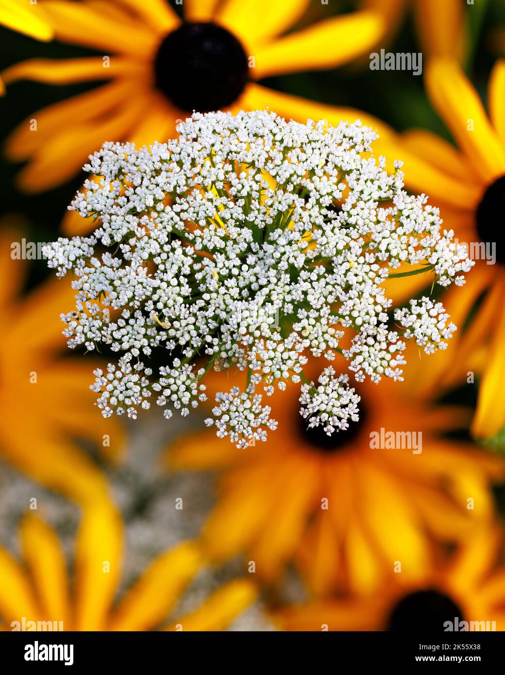 Ammi visnaga with a background of Rudbeckia fulgida at Aberglasney ...