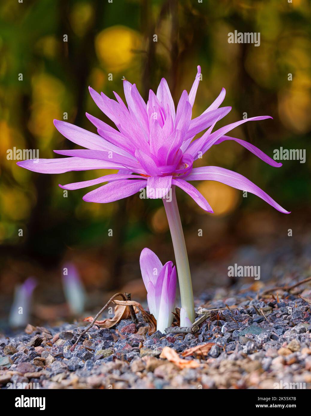 Colchicum autumnale pleniflorum hi-res stock photography and images - Alamy