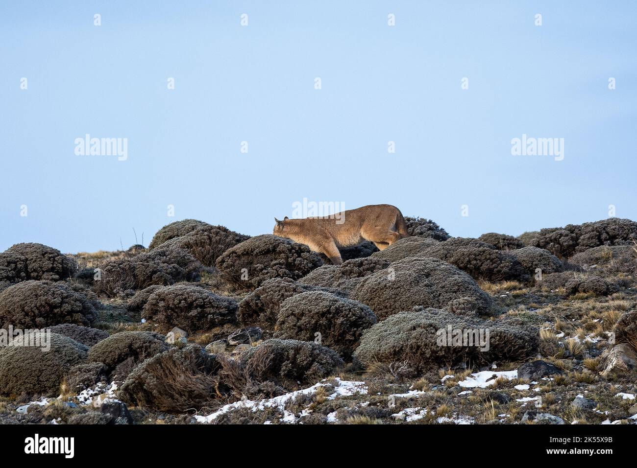 Puma walking in mountain environment, Torres del Paine National Park ...