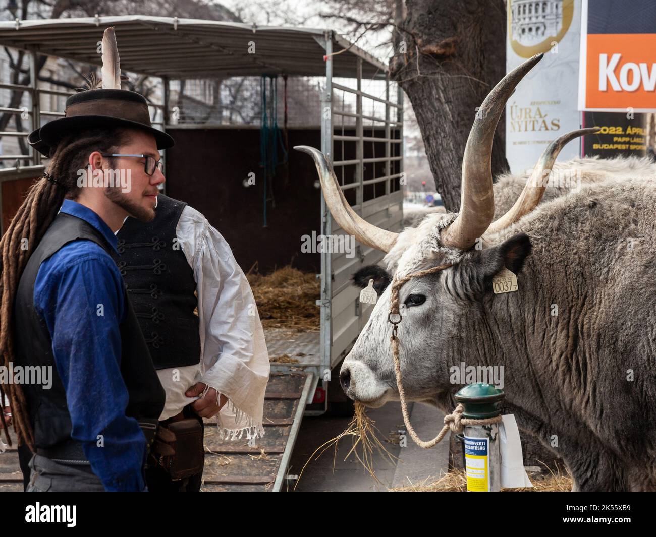 Picture of a hungarian grey cow in Budapest, Hungary. The Hungarian ...